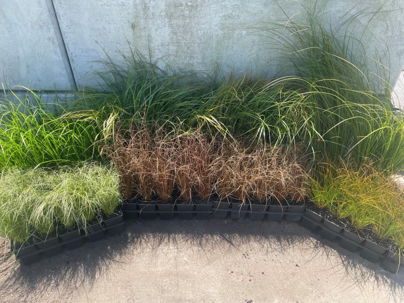 Plant Availability | Ardmore Nurseries