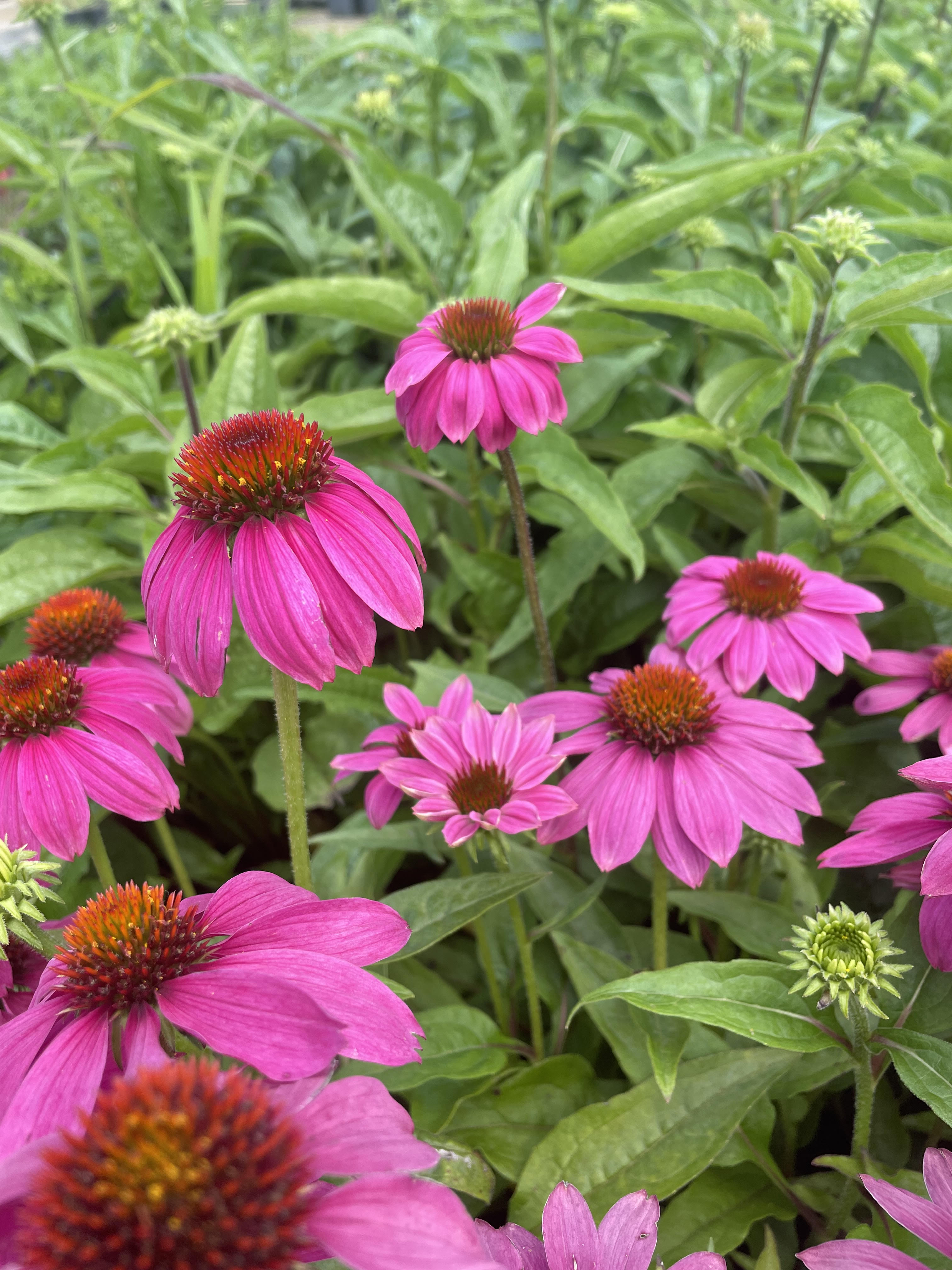 Plant Availability | Ardmore Nurseries