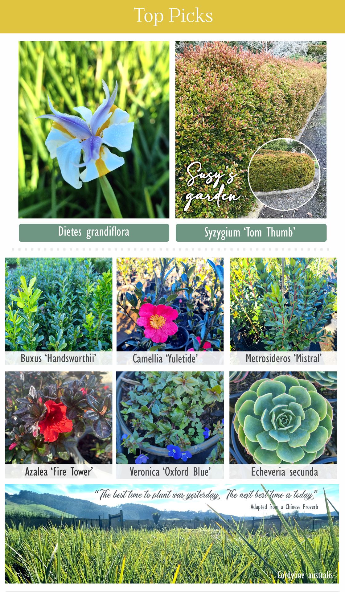 Plant Availability | Ardmore Nurseries